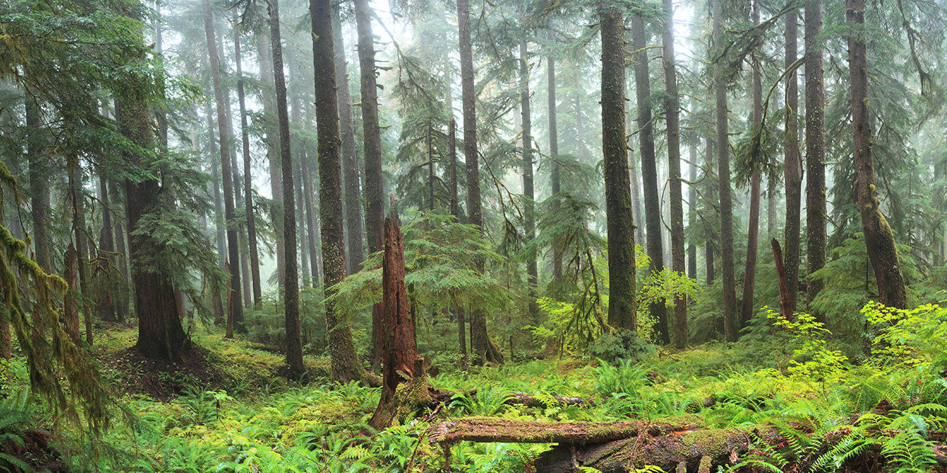Hoh Panoramic Rain Forest Wall Mural | Removable Wall Murals – Eazywallz