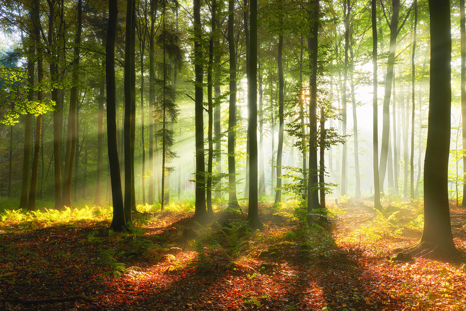 Morning sun Wall Mural | Nature Wallpaper Murals | Eazywallz
