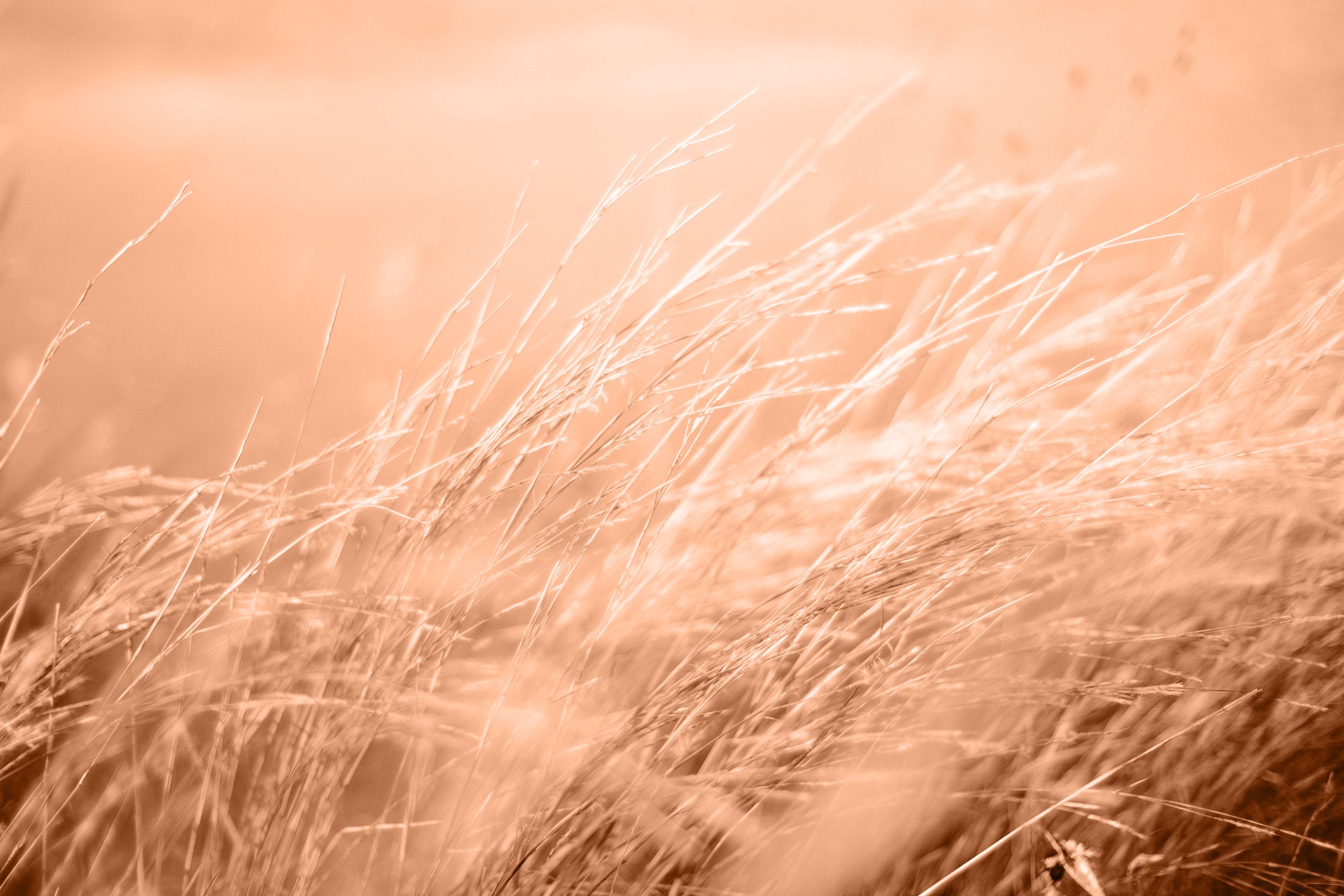 Dry Peach Grass Wall Mural | Landscape Wall Murals | Eazywallz