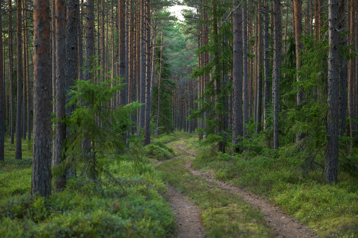 Enchanted Forest Pathway Wall Mural - Removable Wall Murals - Eazywallz