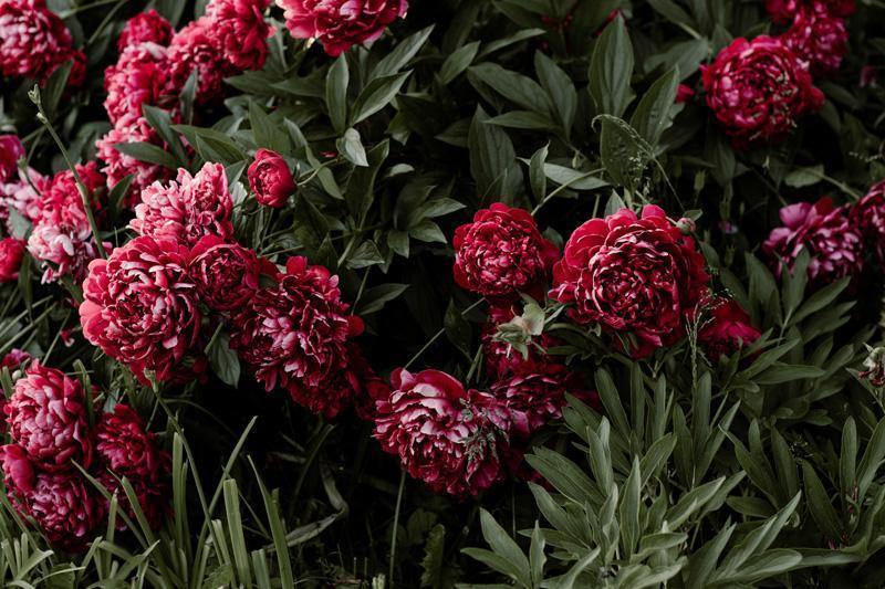 Deep Floral Heaven Mural Wallpaper | Peel and Stick Wallpaper | Eazywallz