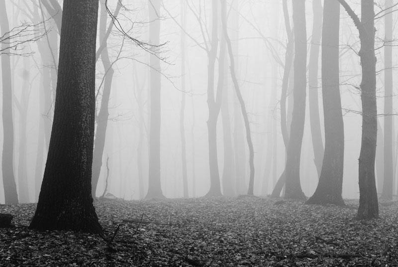 Slender Man Forest Fog