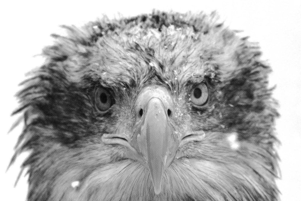 Halftone Bald Eagle Wall Mural | Peel and Stick Wallpaper | Eazywallz