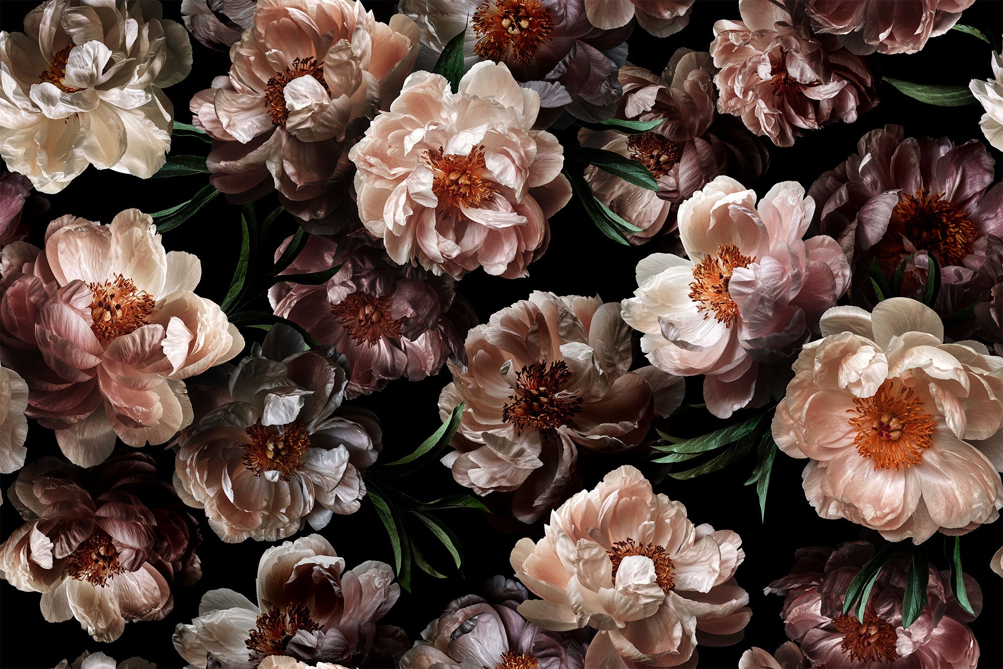 Midnight Floral Wall Mural 2 | Floral Wall Murals | Eazywallz