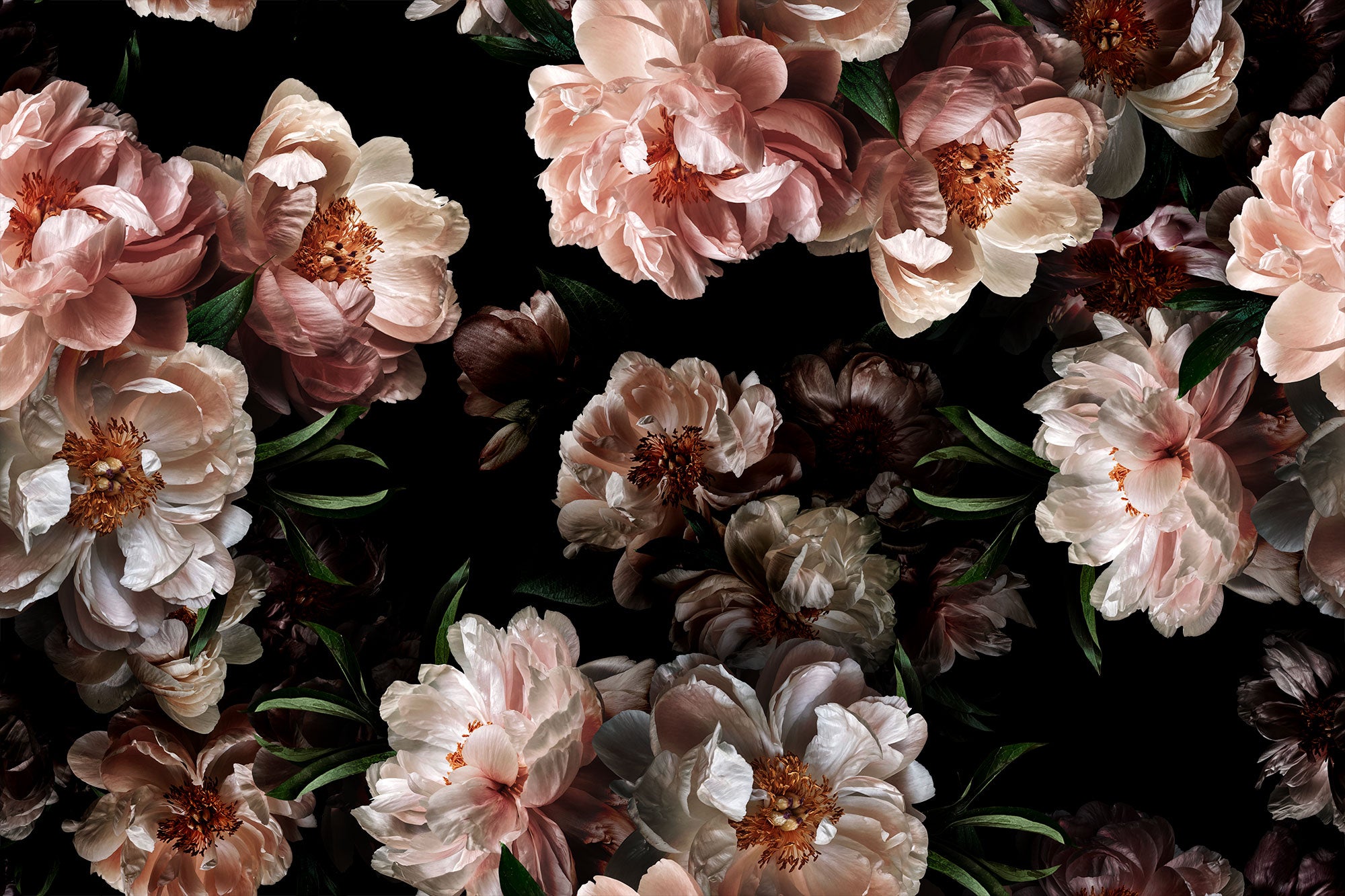 Midnight Floral Wall Mural 3 | Floral Wall Murals | Eazywallz
