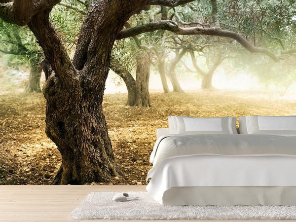 Old olive trees Wall Mural | Forest Wallpaper Mural | Eazywallz