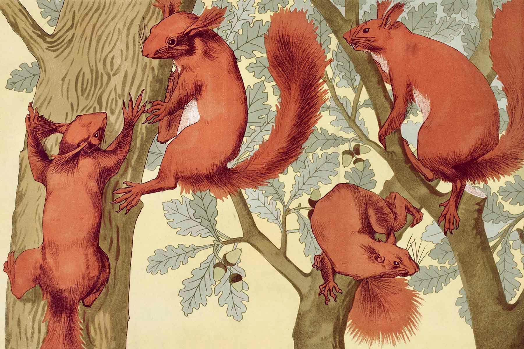 Squirrel Animal Art Decor Wall Mural | Art Noveau Wall Murals | Eazywallz