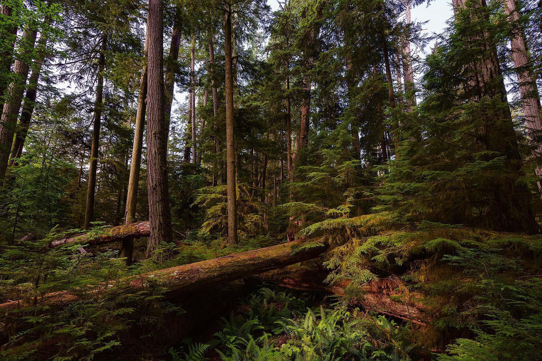 Vancouver Island Forest Wall Mural | Nature Wallpaper | Eazywallz