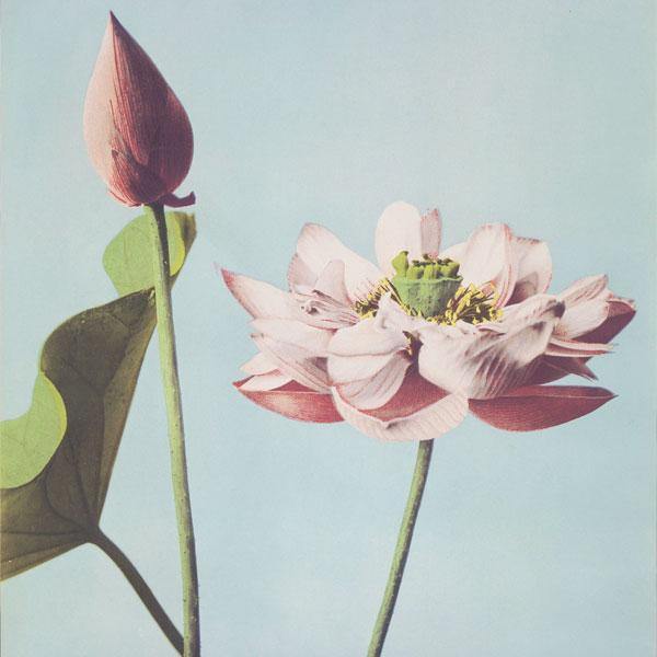Lotus Flower Wallpaper Design