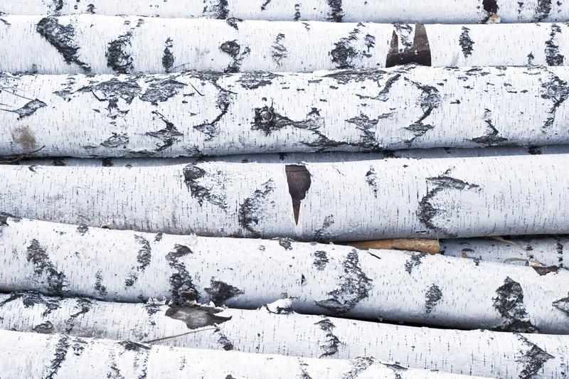 birch logs texture Wall Mural | Eazywallz